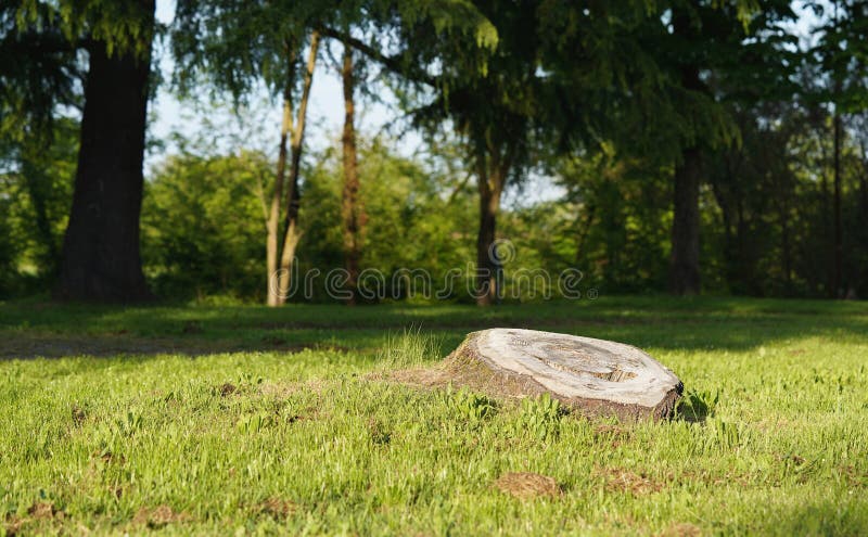 Tree Stump in the Forest stock photo. Image of symbol - 379046400