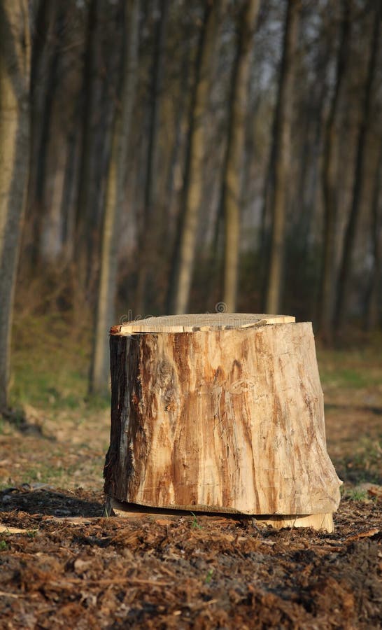 Tree stump in a forest stock image. Image of environment - 145147857