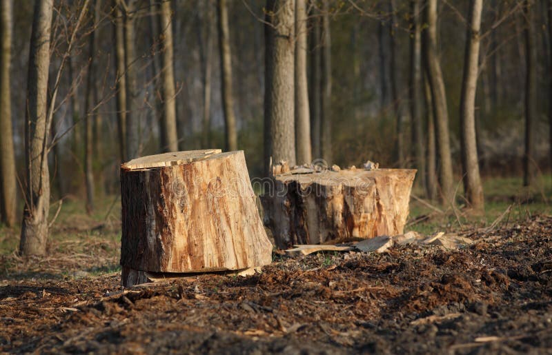 Tree stump in a forest stock image. Image of green, devastation - 145147893