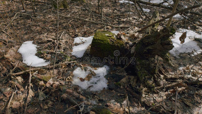 Tree Stump in Forest Getting Hit by Day Sun. Green Moss in Forest ...