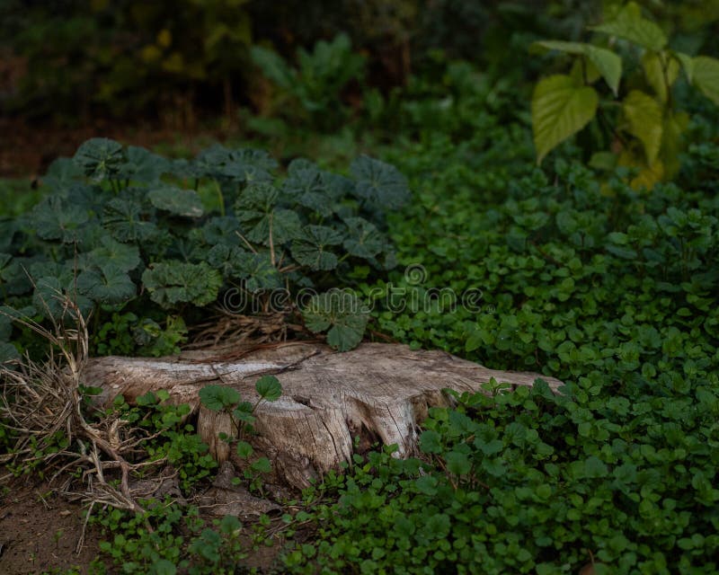 Tree Stump in the Forest with Green Grass Around, Empty Space for ...