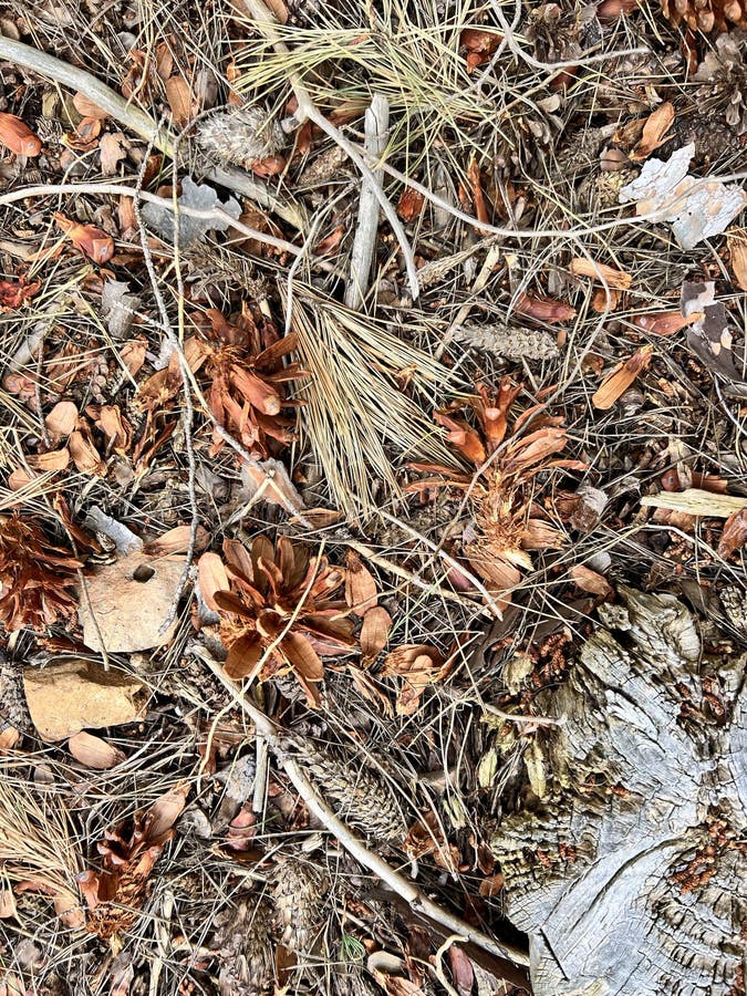Tree stump in the forest stock image. Image of removal - 277205437