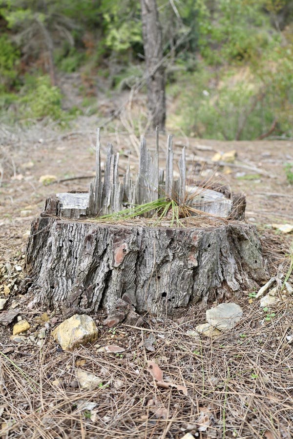 Tree stump forest stock photo. Image of perspective - 355109648