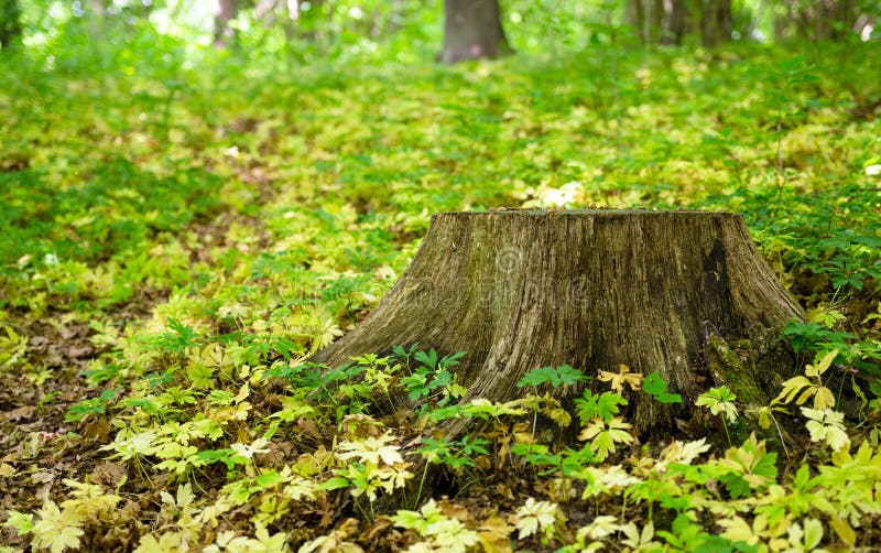 Tree stump in the forest. stock photo. Image of lonely - 73338672