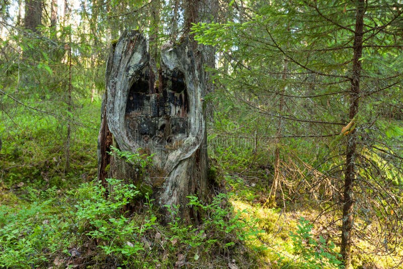Tree Stump in Forest Looks Like a Face Stock Photo - Image of wood ...