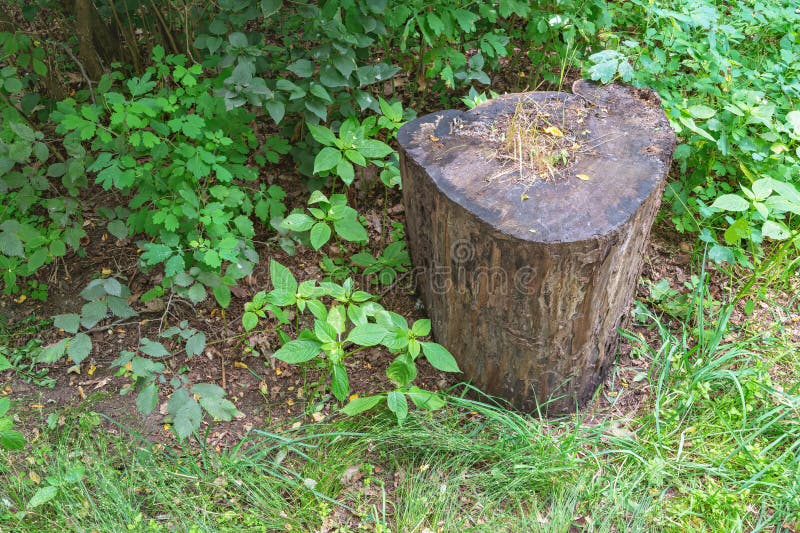 Tree stump in the forest stock image. Image of wooden - 325977059