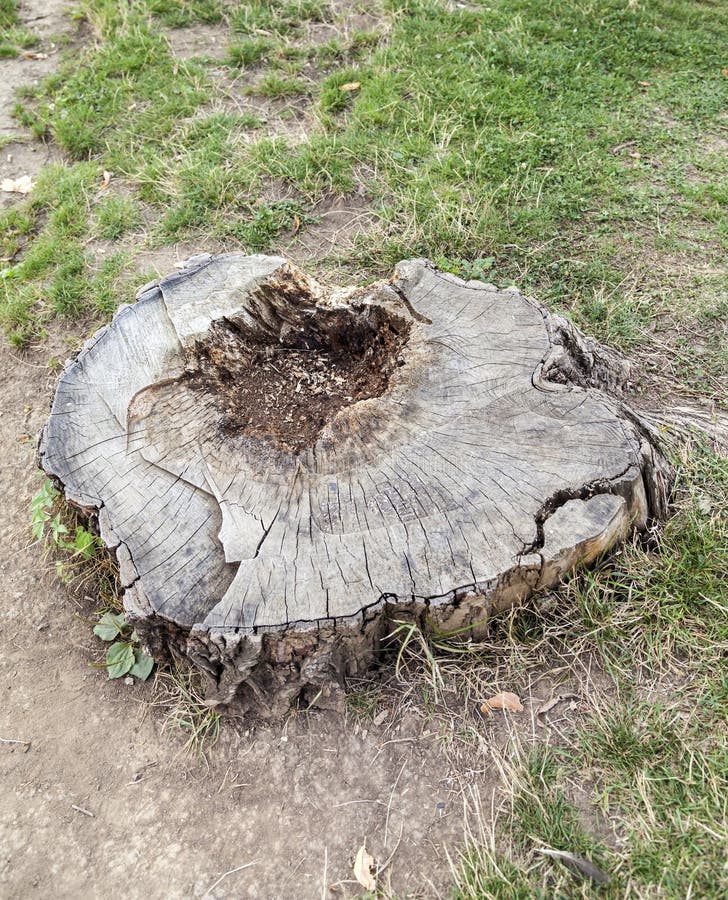Tree stump in the forest stock image. Image of texture - 44589397