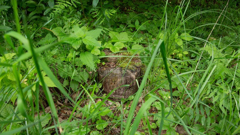 Tree Stump in the Forest Overgrown with Green Grass Stock Photo - Image ...