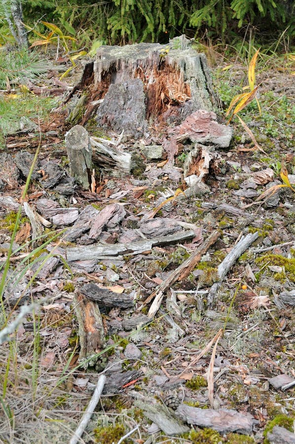 Tree Stump in Forest stock image. Image of bolus, lumber - 34117563