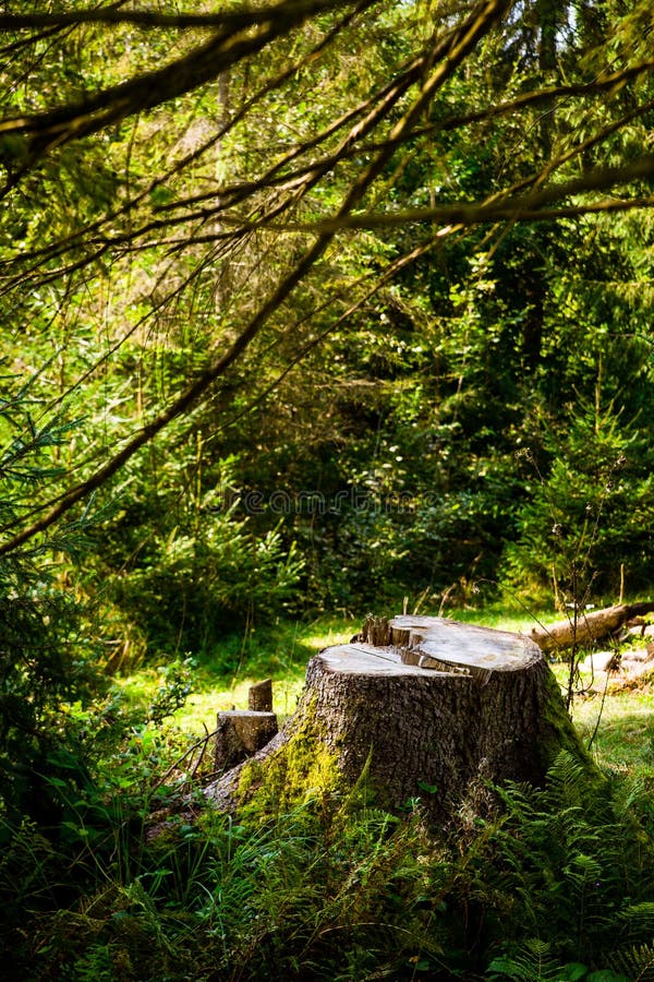 Tree stump in the forest. stock photo. Image of forest - 129048368