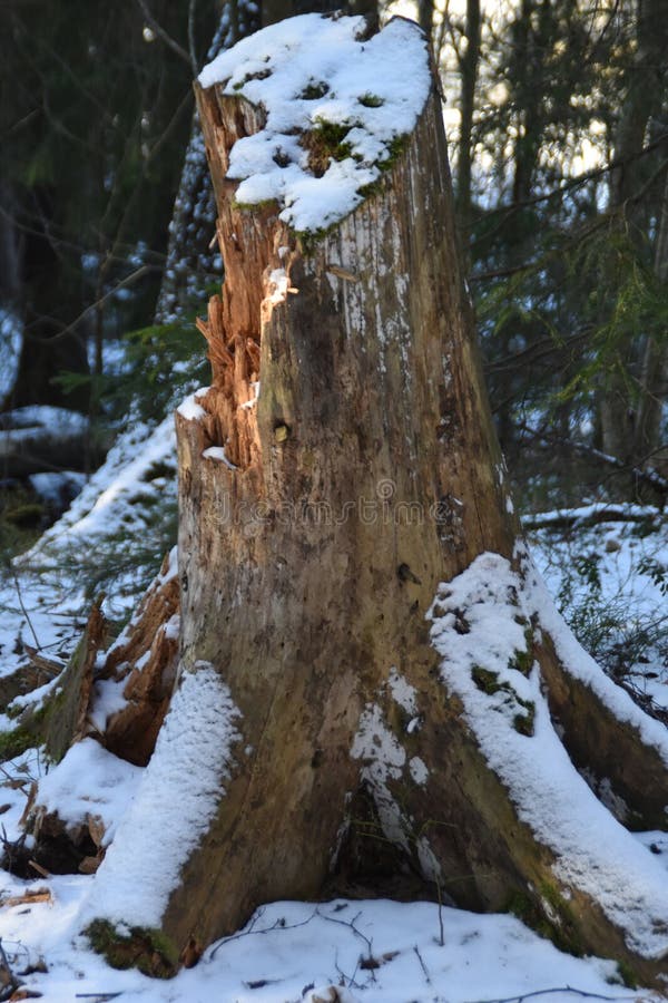 A Brown Tree Stump stock image. Image of nature, plant - 361747335