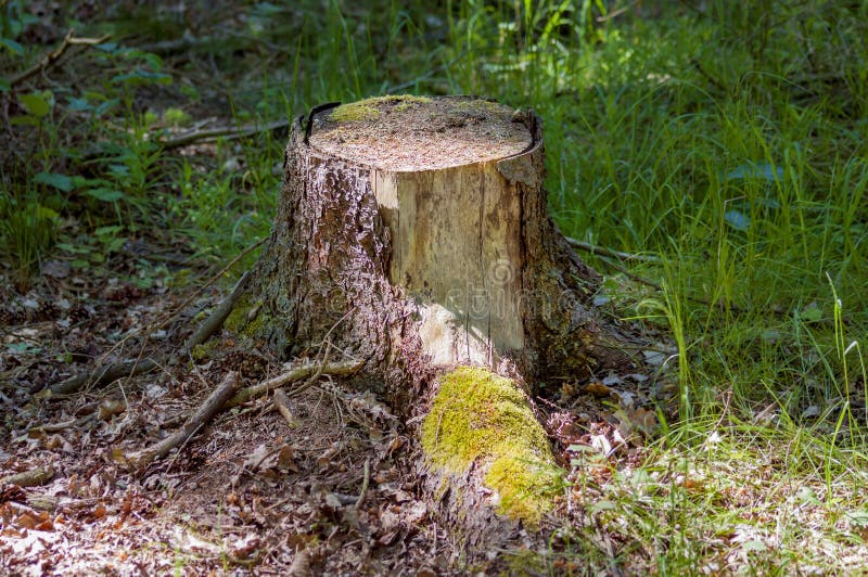Tree stump in forest stock photo. Image of tree, summer - 97939606