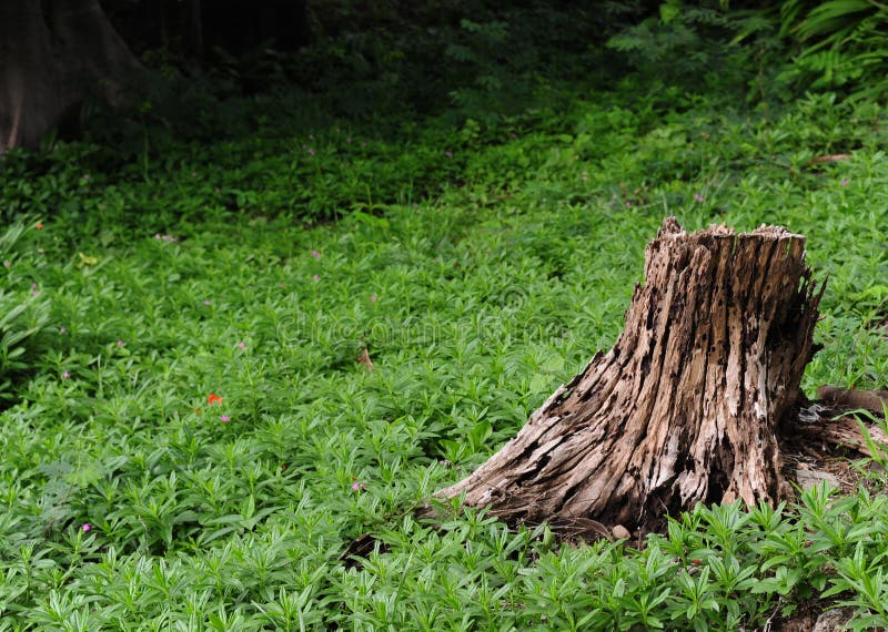 Tree stump in forest stock image. Image of land, environment - 35984027