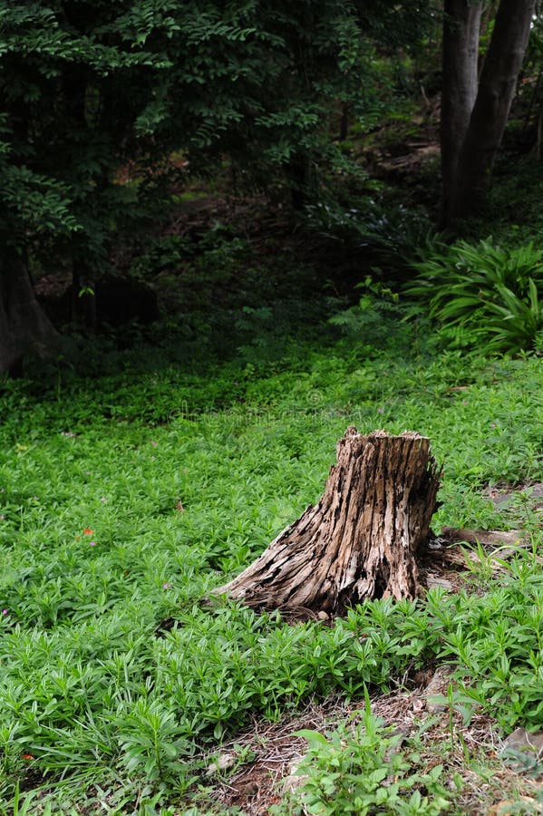 Tree stump in forest stock photo. Image of gray, country - 35984060