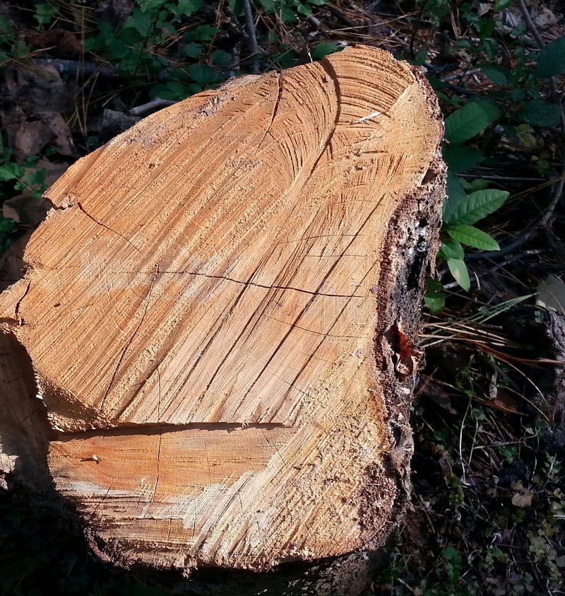 Tree stump stock image. Image of forest, details, nature - 46511751