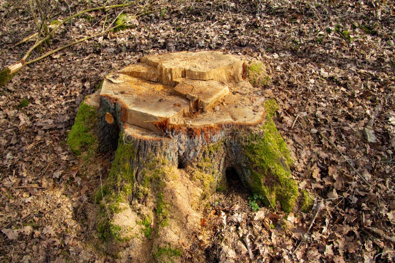 Tree Stump of a Fresh Cut Tree Stock Photo - Image of lumber, ecology ...