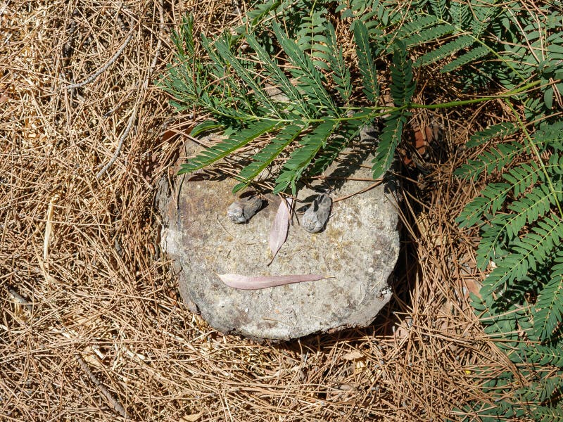 Tree Stump with Funny Face among Dry Pine Needles Stock Image - Image ...