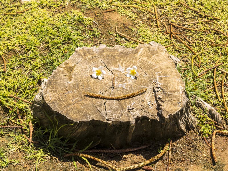 Tree stump with funny face stock photo. Image of face - 230520962
