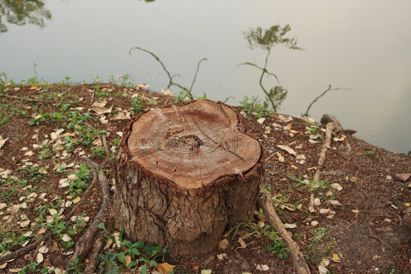 Close up of plant cells stock image. Image of protozoa - 19866865