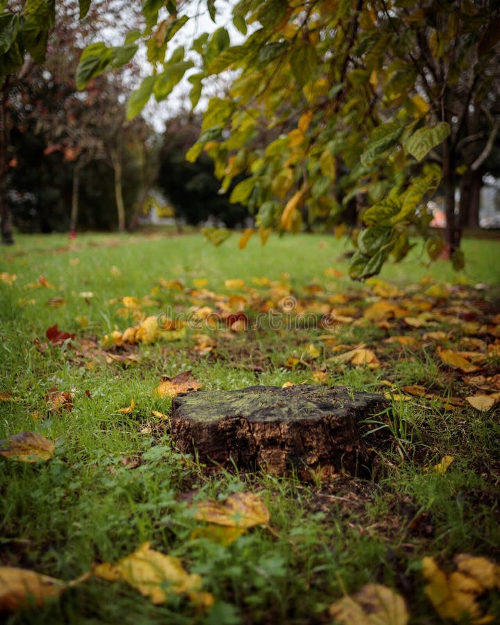 Tree Stump in a Garden during Fall Stock Image - Image of winter ...