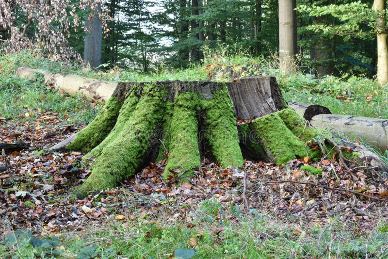 Tree Stump Giving Life To the Moss Stock Image - Image of green ...