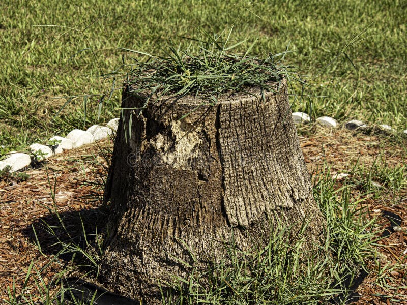Stump with Grass and Edging. Stock Image - Image of branch, trunk ...