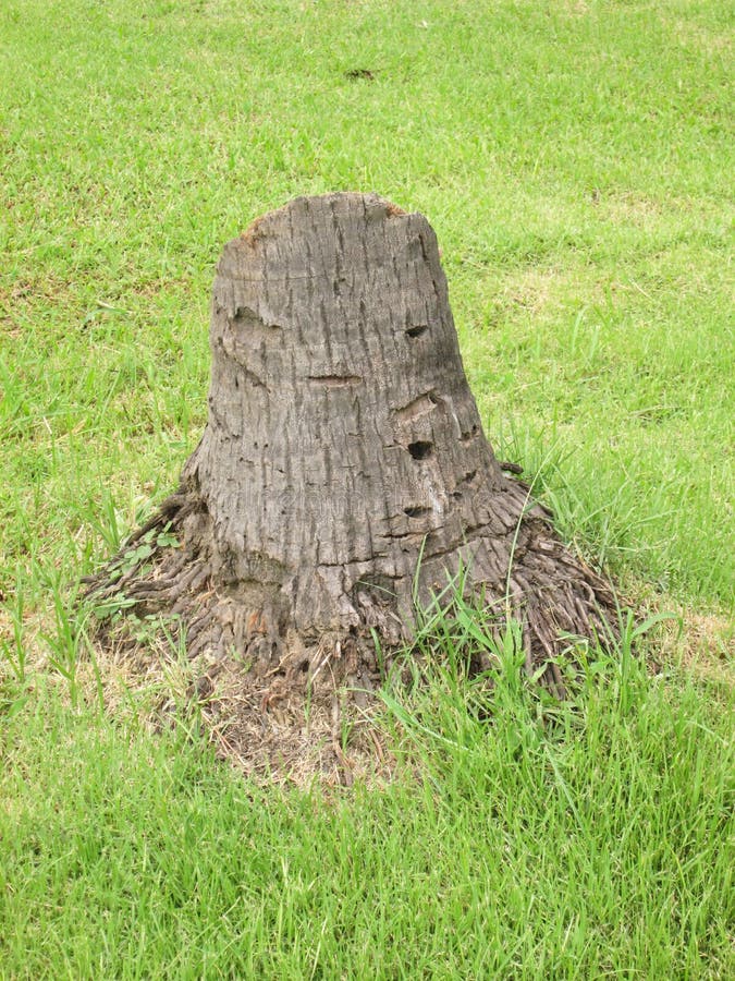 An Old Tree Stump Shows Cracks and Fractures Radiating from the Center ...
