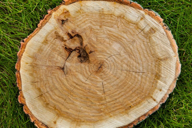Tree Stump on the Grass, Top View Stock Photo - Image of field, nature ...