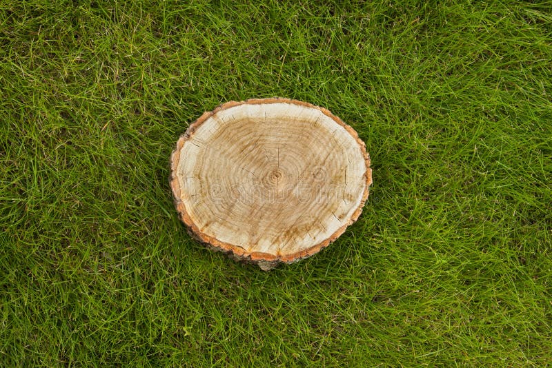 Tree Stump on the Grass, Top View Stock Photo - Image of nature, forest ...