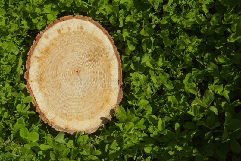 Tree Stump on the Grass, Top View Stock Image - Image of rough ...