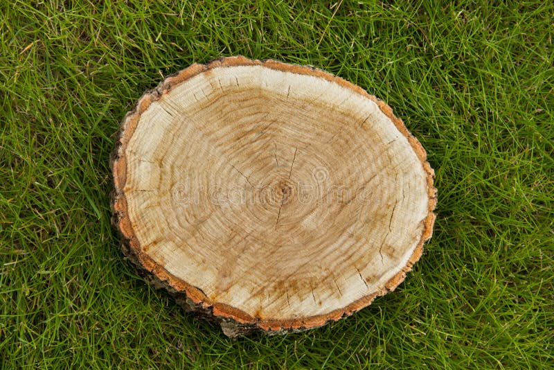 Tree Stump on the Grass, Top View Stock Photo - Image of circle ...