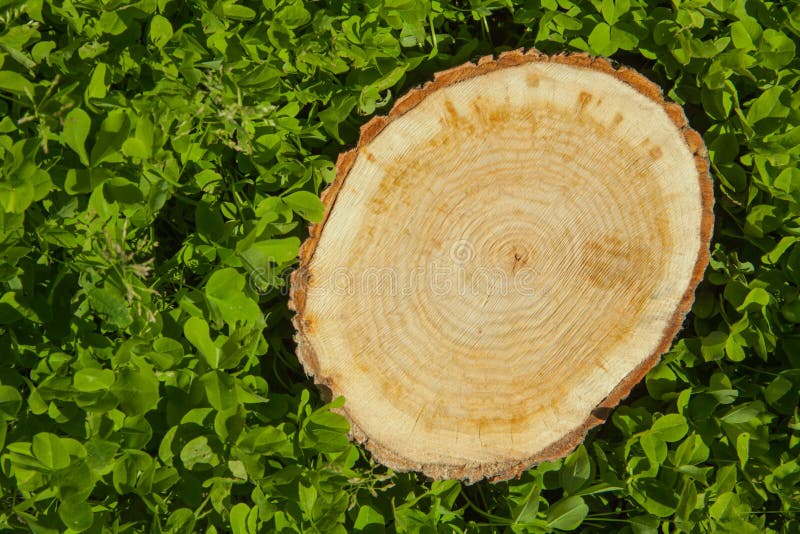 Tree Stump on the Grass, Top View Stock Image - Image of ground, brown ...