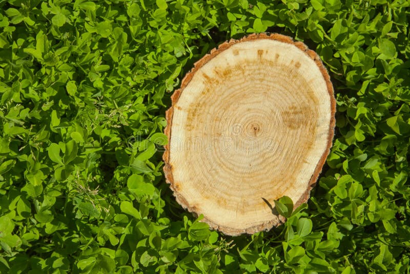 Tree Stump on the Grass, Top View Stock Photo - Image of lumber, field ...