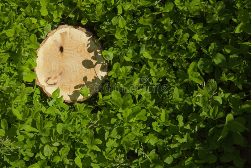 Tree Stump on the Grass, Top View Stock Image - Image of rough, natural ...