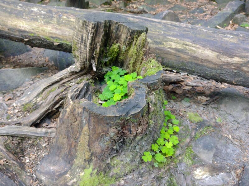 A Tree Stump with Green Green Clover Leaves Growing on it Stock Image ...