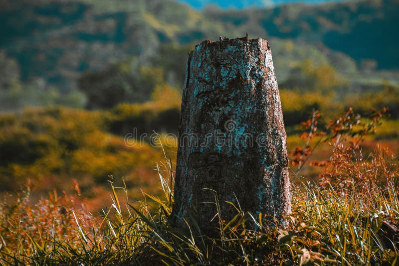 Tree Stump in the Green Field at Soft Sunlight Stock Image - Image of ...