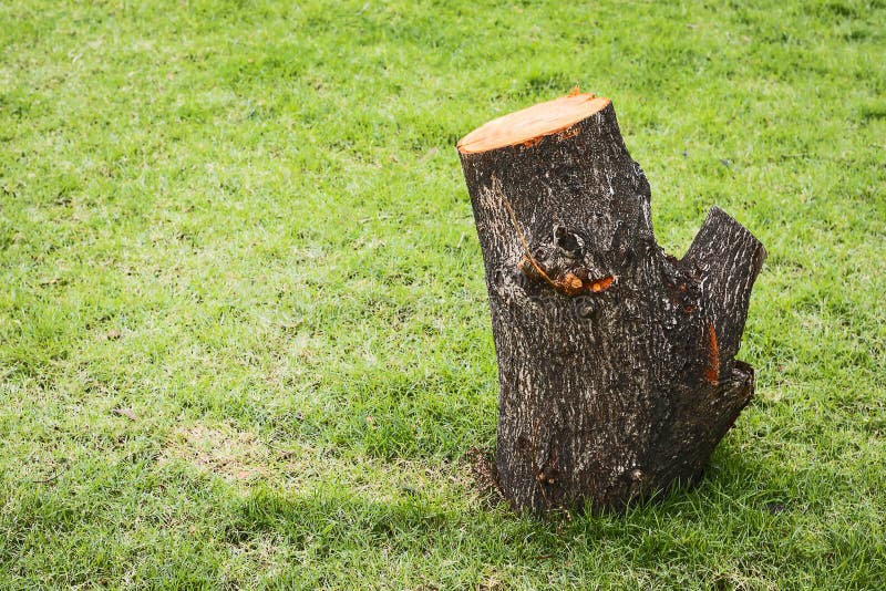 Tree Cut Nature is Destroyed. Stock Photo - Image of stump, firewood ...