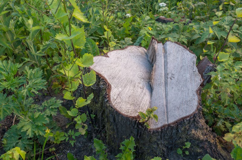 Tree Stump with Grey Bark with Moss, Traces of Sawing and Chopping ...