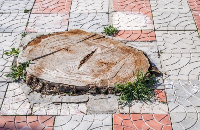 Tree Stump Growing between Paving Slabs Stock Image - Image of texture ...