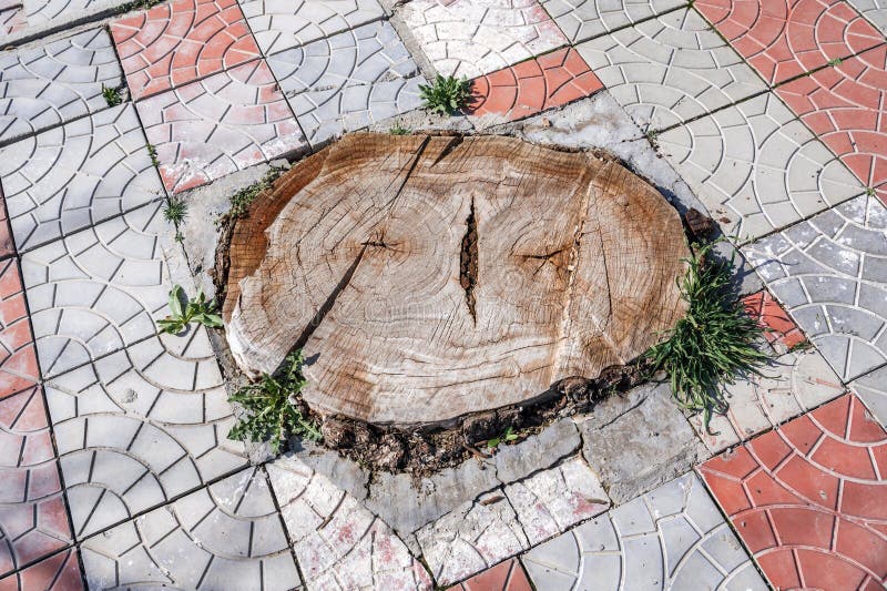 Tree Stump Growing between Paving Slabs Stock Photo - Image of garden ...