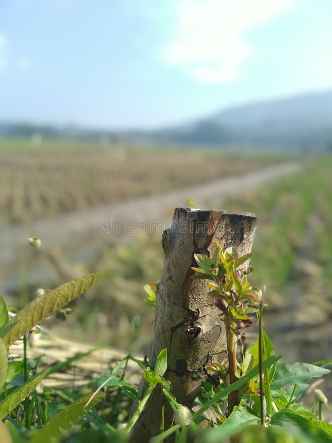 A Tree Stump that Has Been Cut Down Grows New Shoots Stock Photo ...