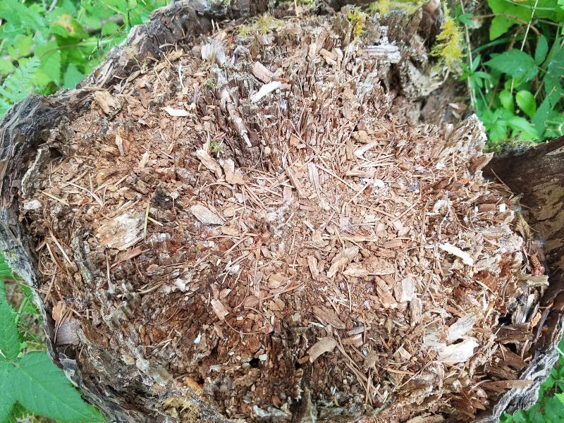 Rotted Tree Stump cut down stock image. Image of problems - 109042607