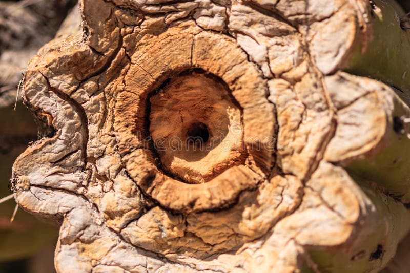 A Tree Stump with a Hole in the Middle Stock Image - Image of ...