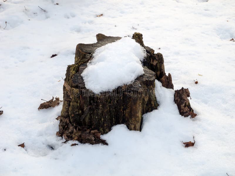 Tree Stump with Ice and Snow Stock Image - Image of cold, stump: 64778219