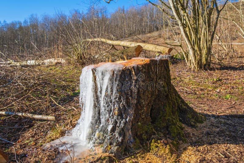 Tree Stump with Ice in the Spring Stock Image - Image of edge, clearcut ...