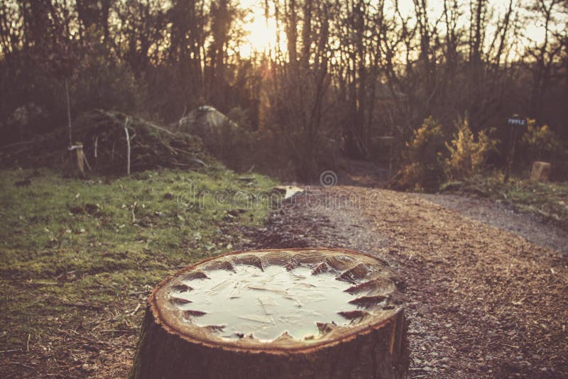 Tree stump with ice stock photo. Image of golden, forest - 102242014