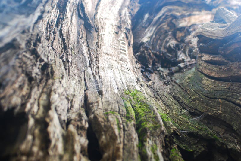 Tree Stump. Tree Inside View Stock Image - Image of view, leaf: 278845813