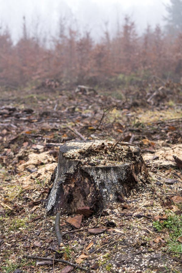 Tree Stump Inside of a Forest Stock Photo - Image of forest, nature ...