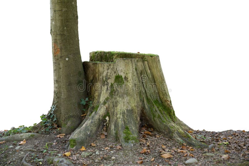 Tree with Tree Stump Isolated on White Background Stock Photo - Image ...