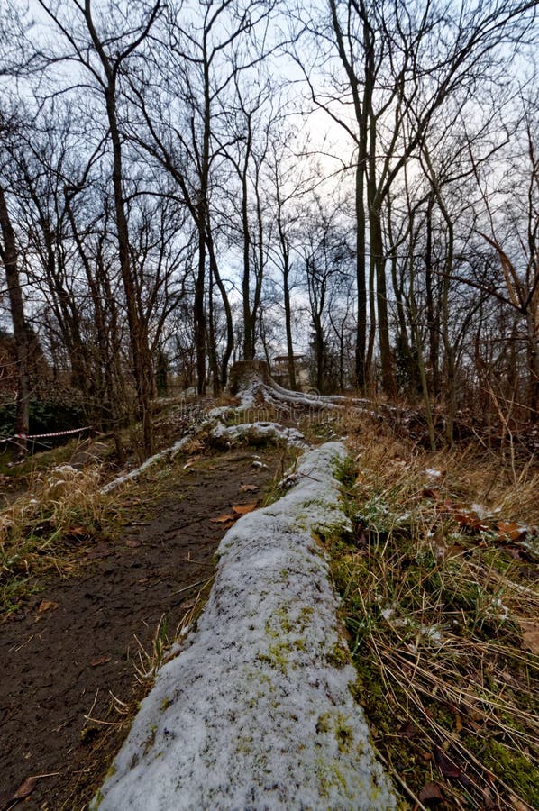 Tree Stump and Its Long Root Stock Photo - Image of country, grey: 91963072